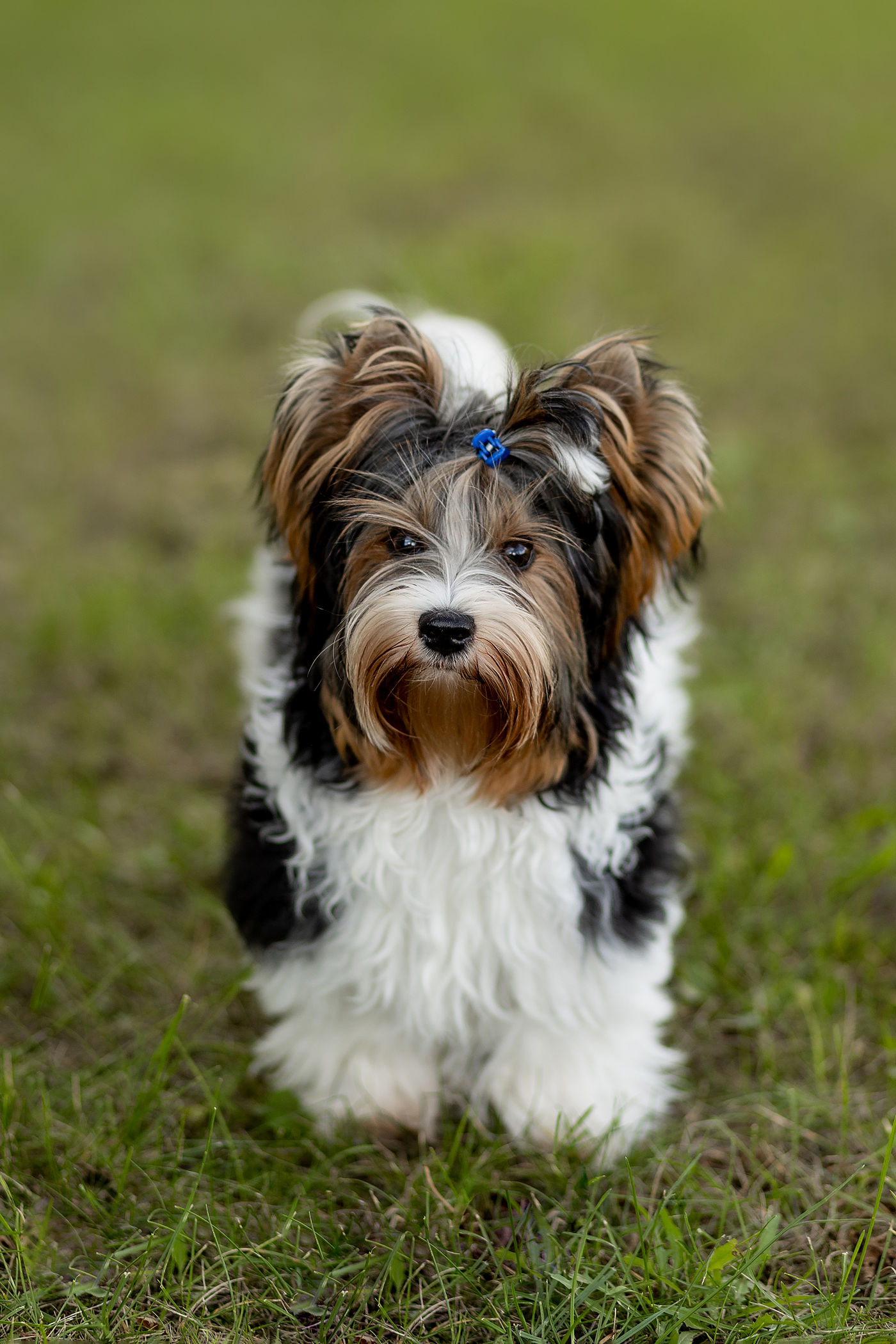 Biewer Yorkshire Terrier | Hearts of Dreams